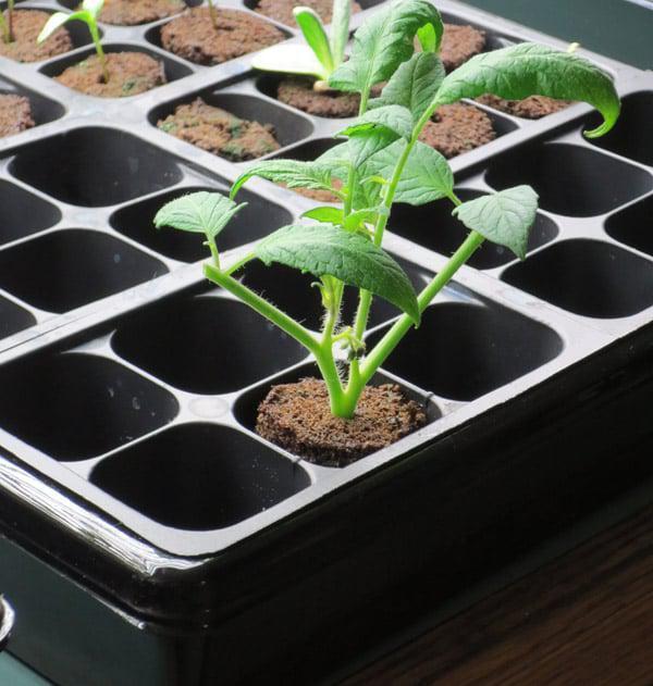Propagation: Cloning is easier than you think — Grow Guru