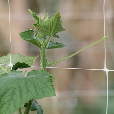 Scrog Net - Screen of Green — Grow Guru