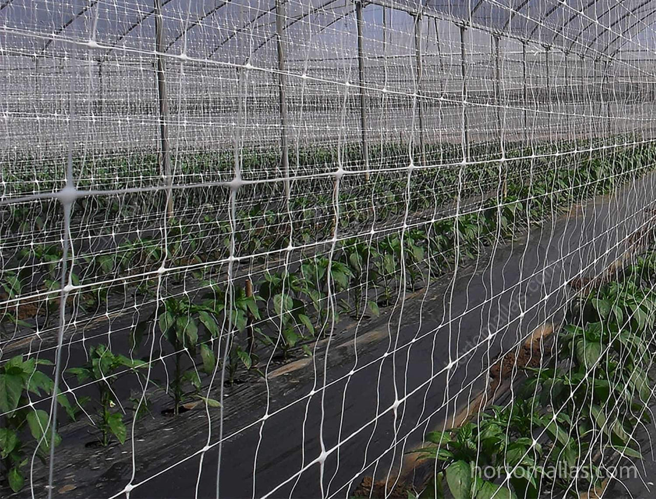 Buy hydroponic equipment in South Africa | Grow Guru